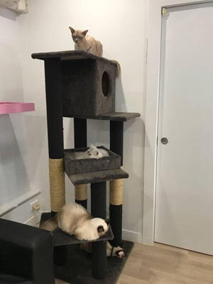 Cat Lovers Scratchers | The scratchers your cats will love too